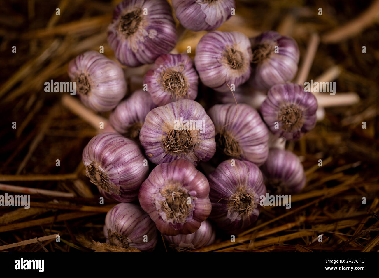 Many garlic that binds together into a bunch. On hay floor Stock Photo ...
