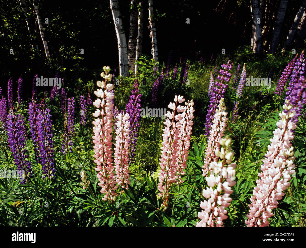 Hill of wildflowers hi-res stock photography and images - Alamy