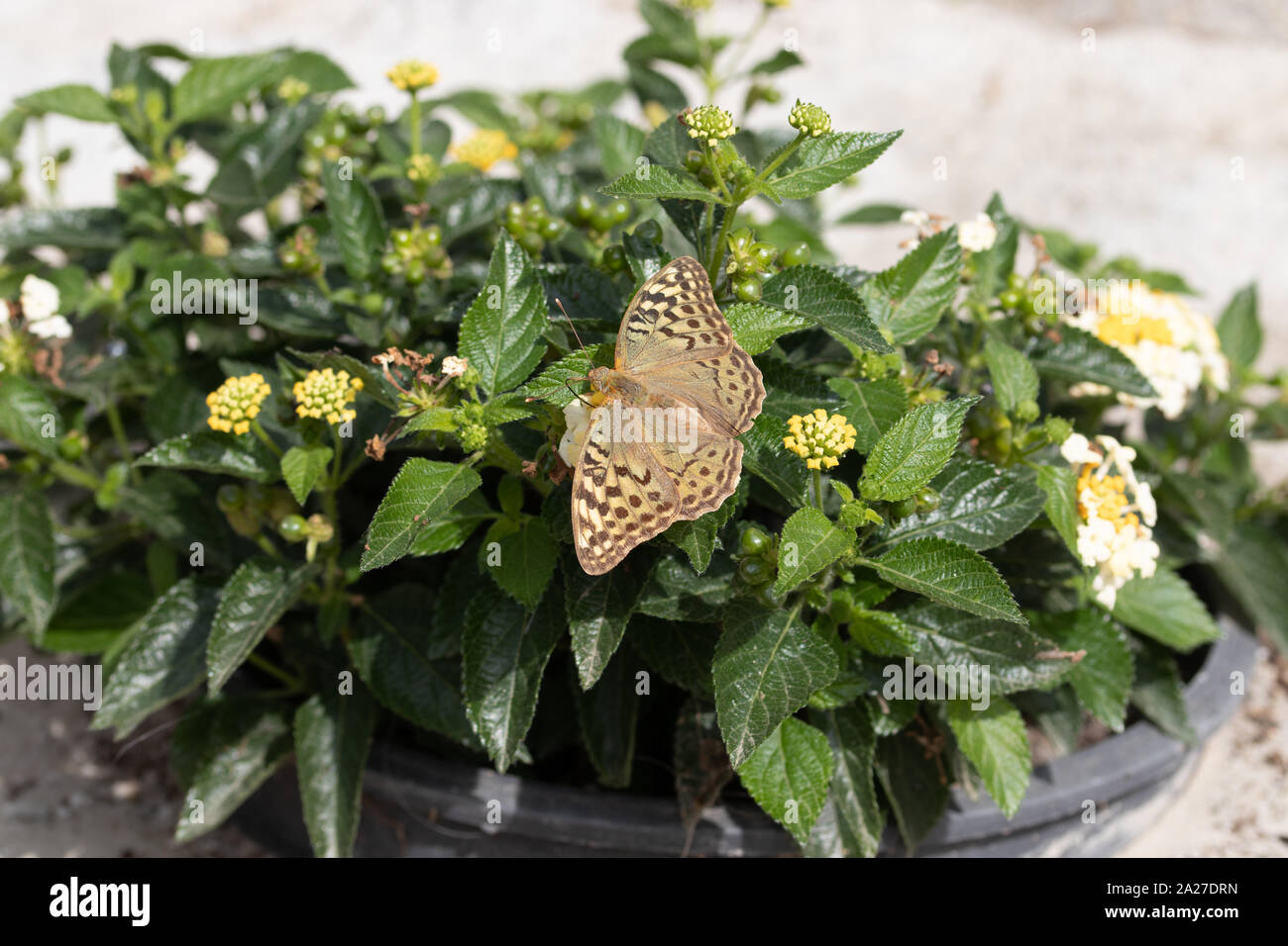 Argynnis pandora, Cardinal Butterfly on a Lantana Flower Stock Photo ...