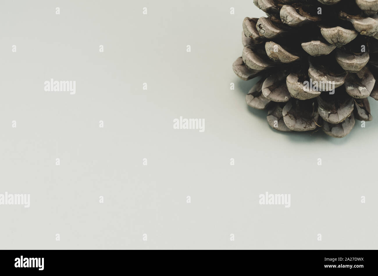 coniferous cone - plant parts close up Stock Photo - Alamy