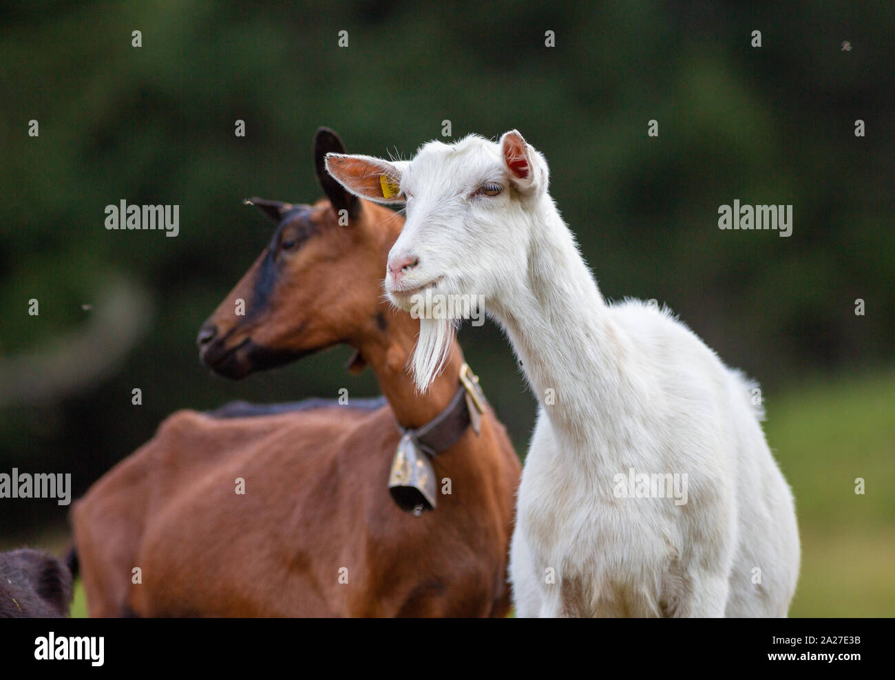 Dairy farming goats milking cheese production field working harvesting ...