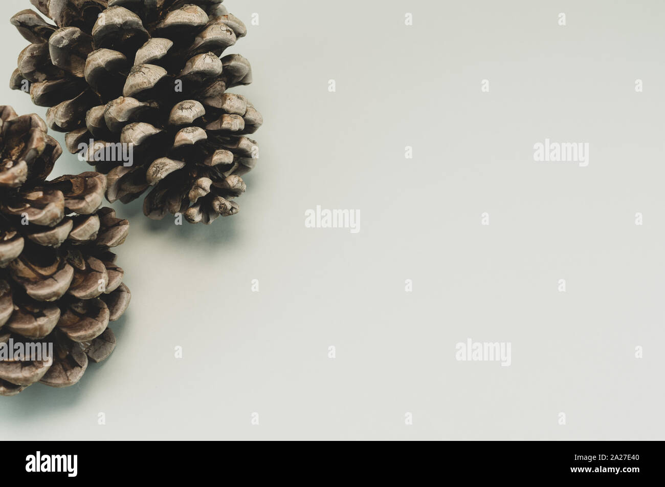 coniferous cone - plant parts close up Stock Photo - Alamy