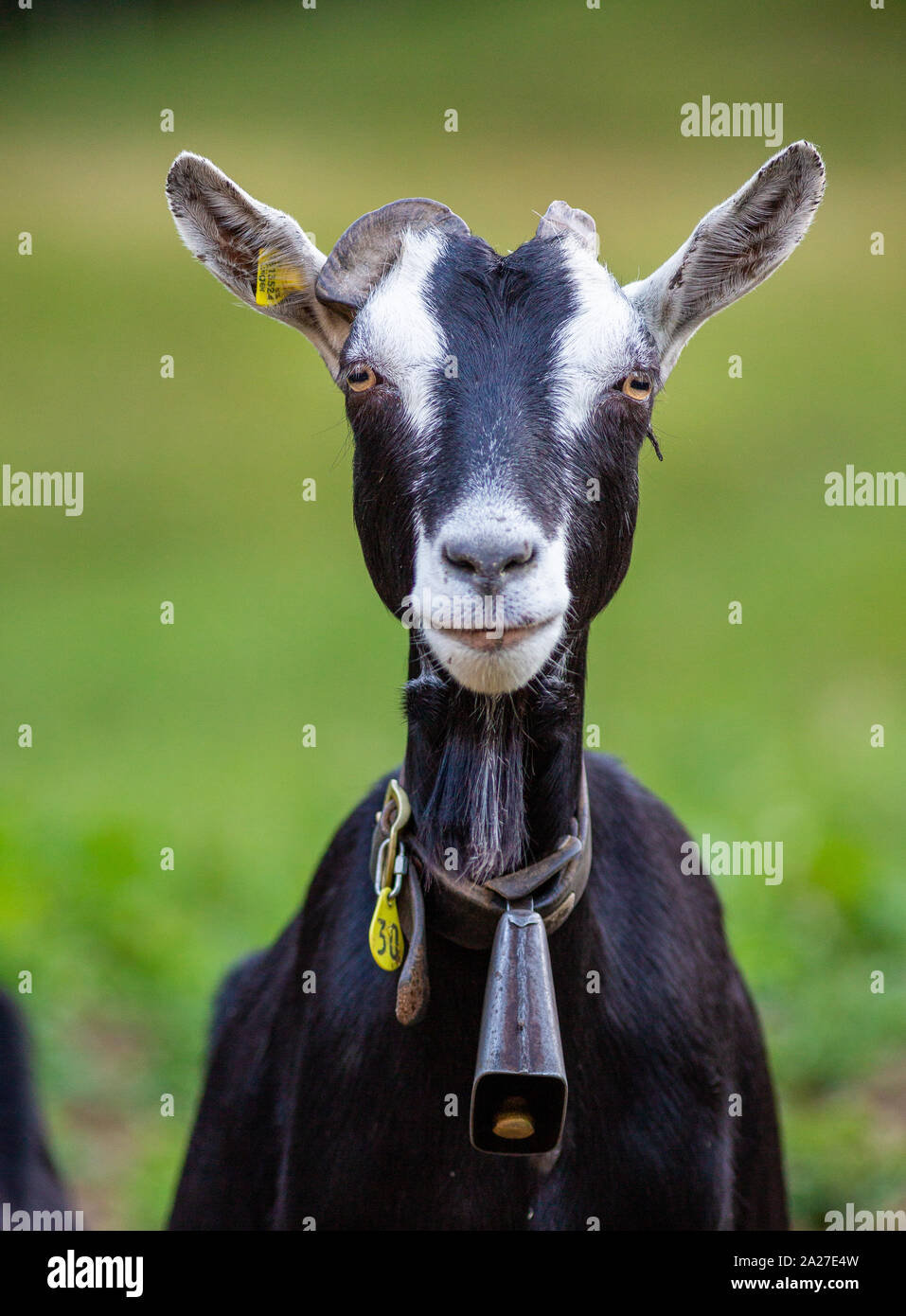 Dairy farming goats milking cheese production field working harvesting ...