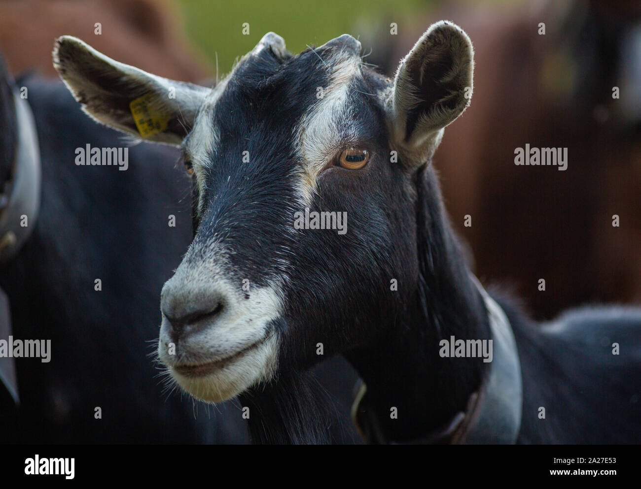 Dairy farming goats milking cheese production field working harvesting ...