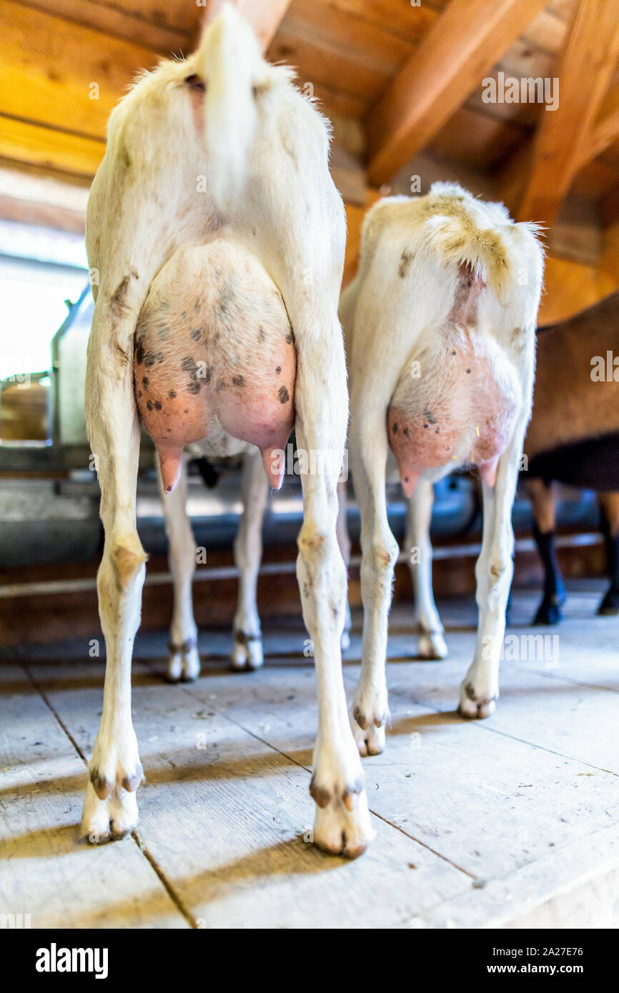 Dairy farming goats milking cheese production field working harvesting ...