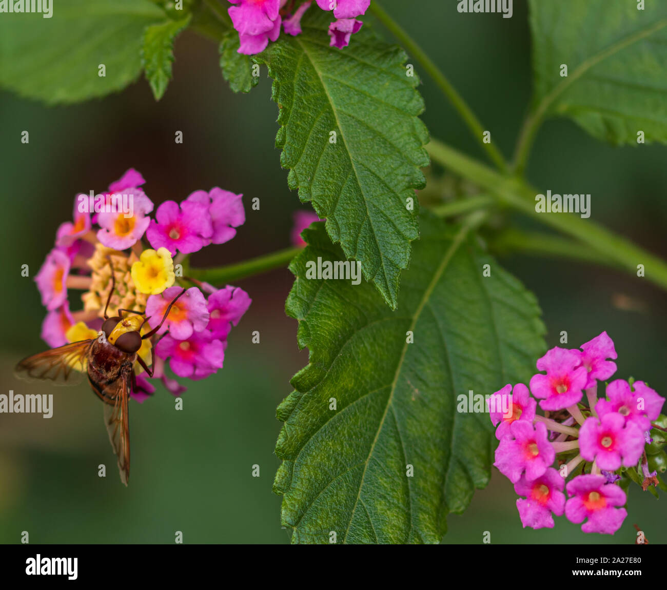 Volucella zonaria, Hornet Mimic Hoverfly Stock Photo - Alamy