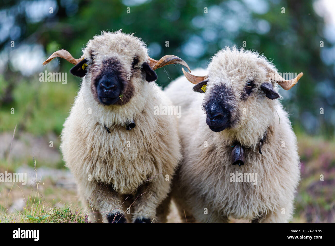 Dairy farming goats milking cheese production field working harvesting ...