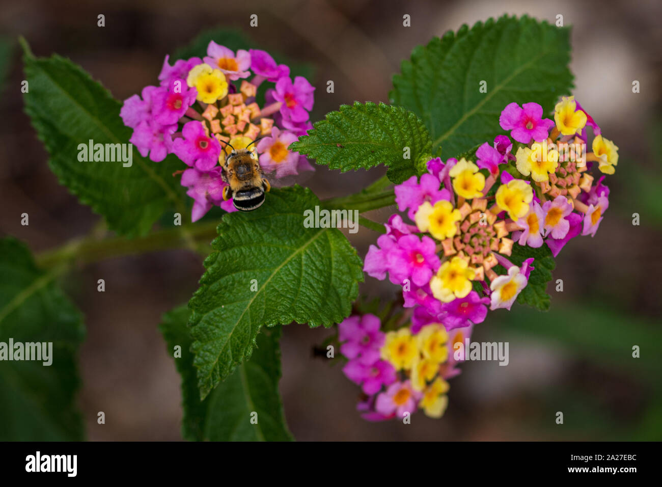 Blue banded bees hi-res stock photography and images - Alamy