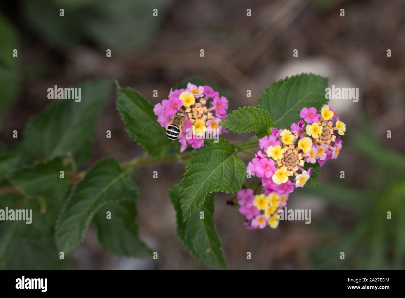 Common digger bees hi-res stock photography and images - Alamy