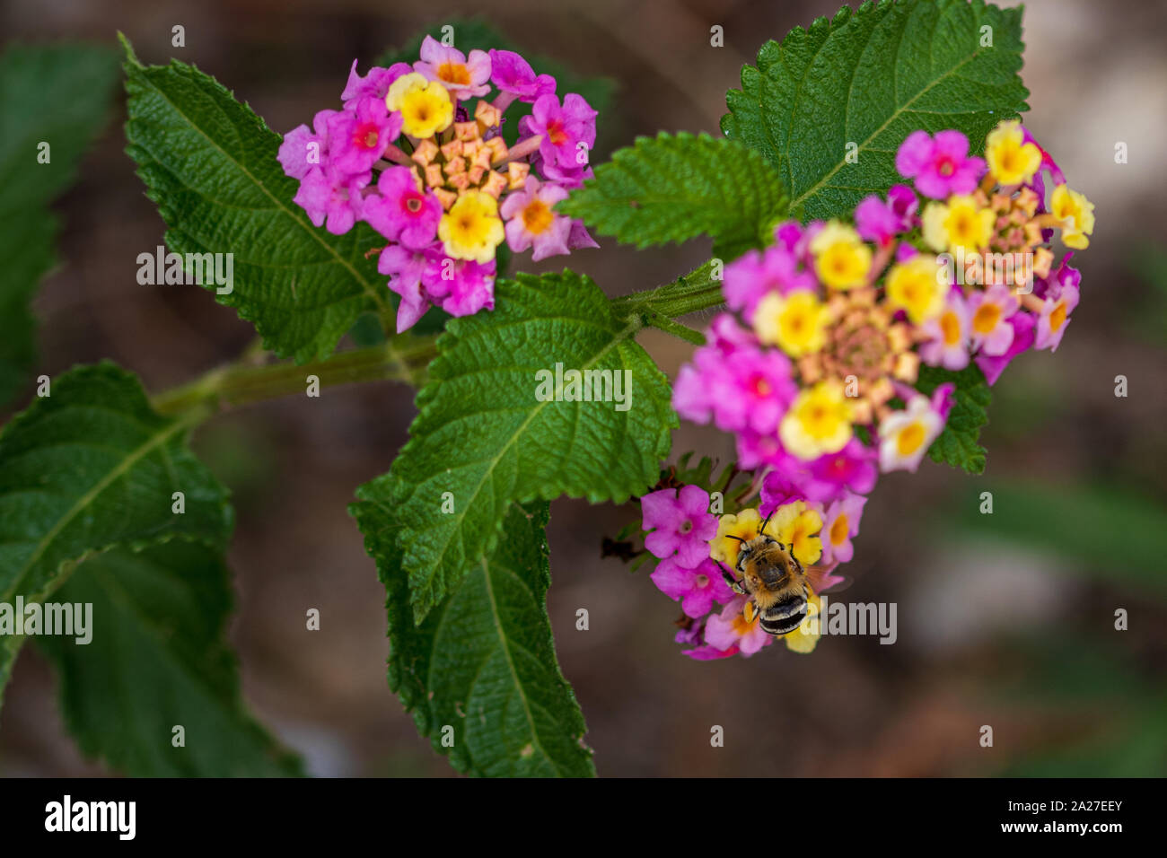 Banded White Bee High Resolution Stock Photography and Images - Alamy