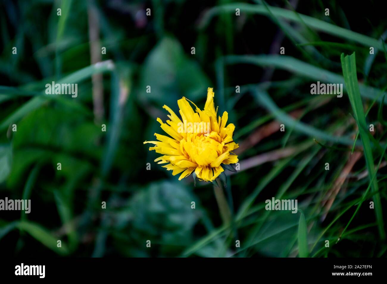 Gold Dandelion High Resolution Stock Photography and Images - Alamy