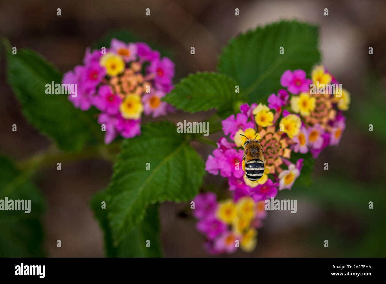 Blue banded bees hi-res stock photography and images - Alamy