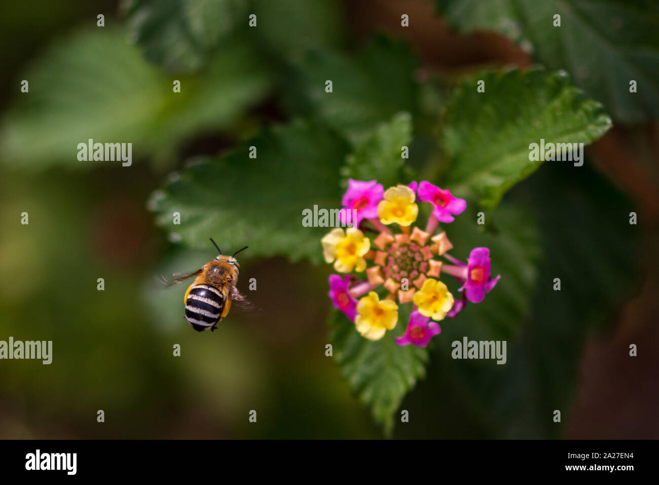 Blue banded bees hi-res stock photography and images - Alamy