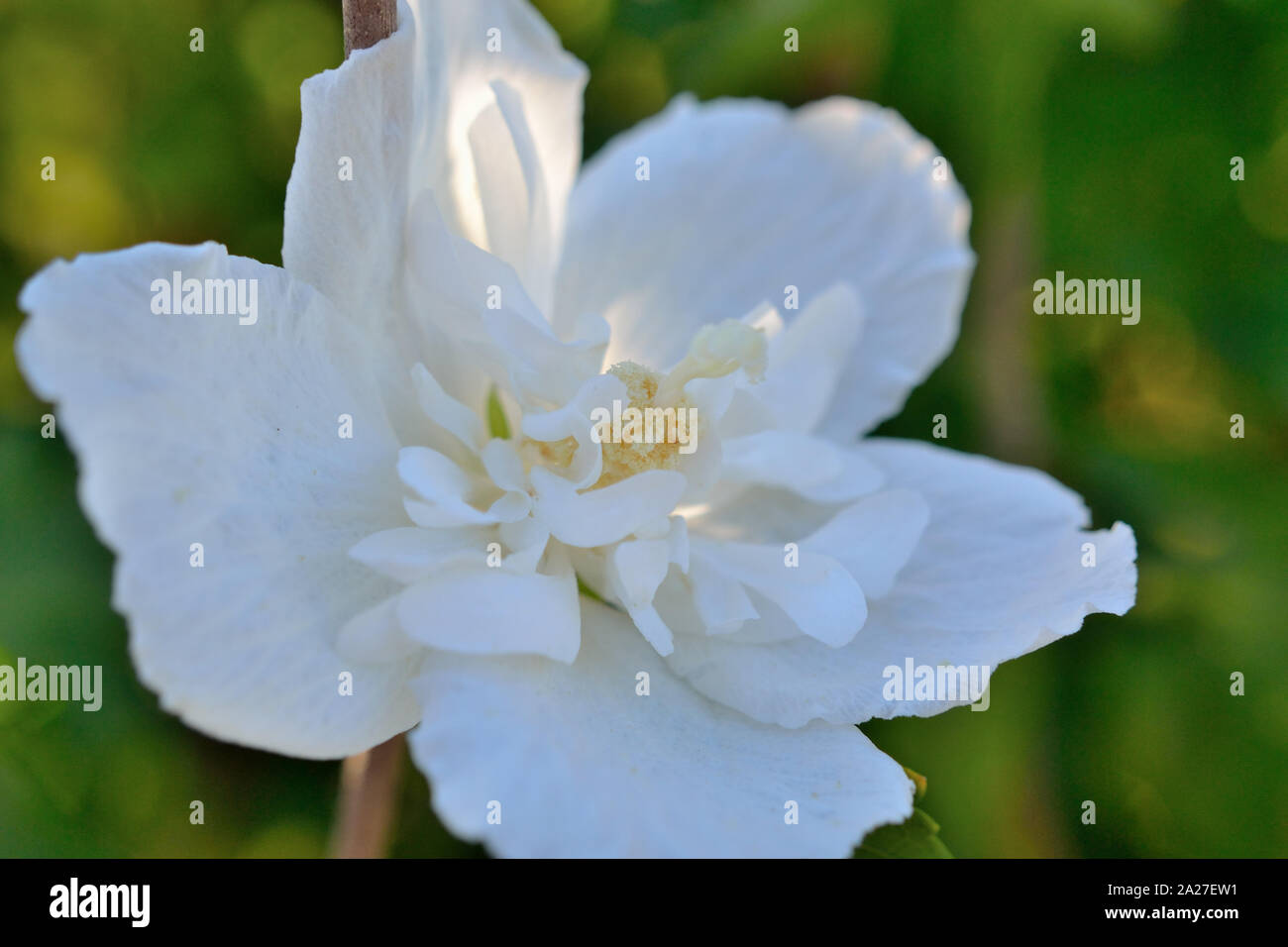 White Rose of Sharon, Hibiscus syriacus rose mallow flower Stock Photo ...