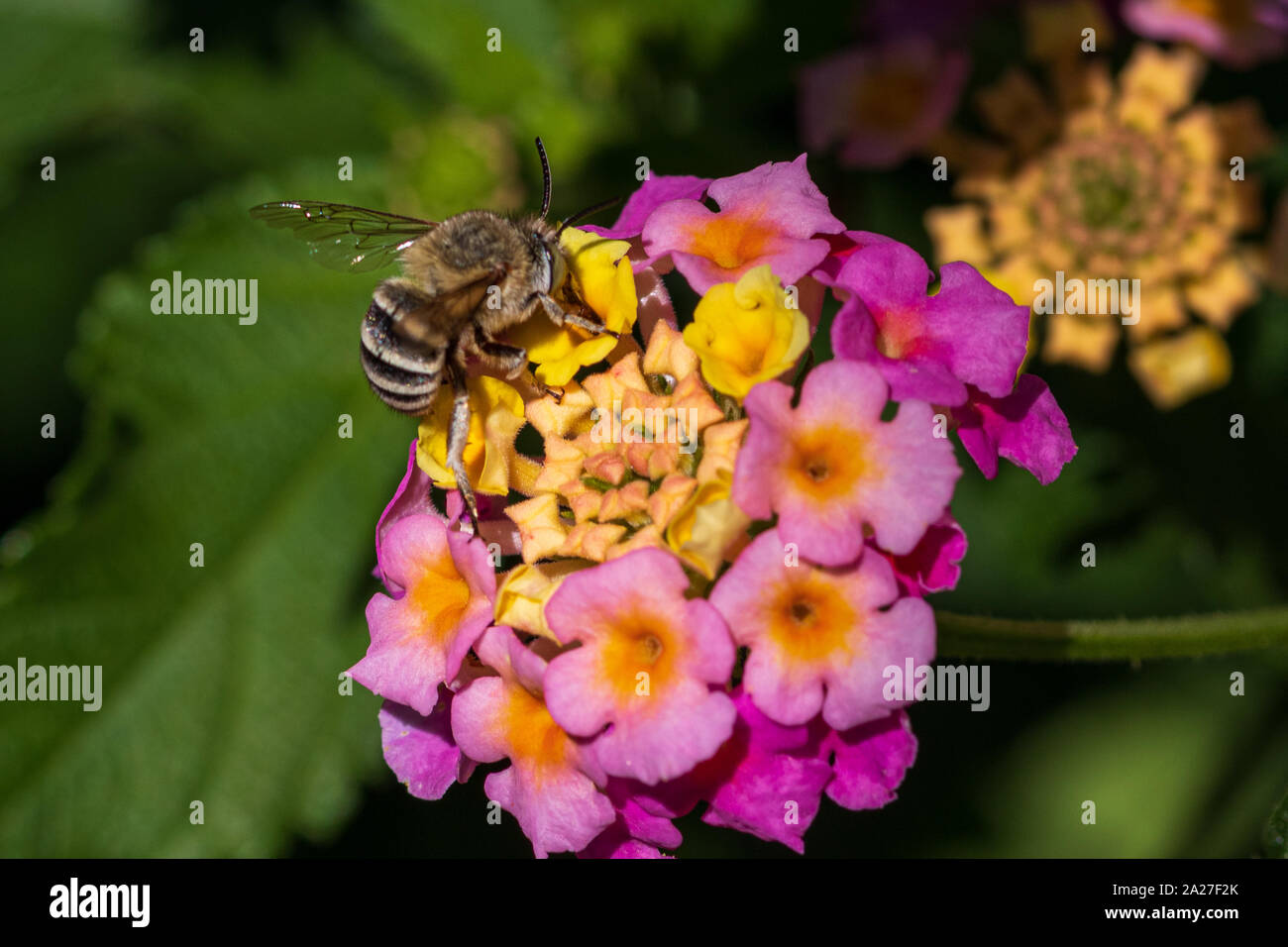 Banded White Bee High Resolution Stock Photography and Images - Alamy