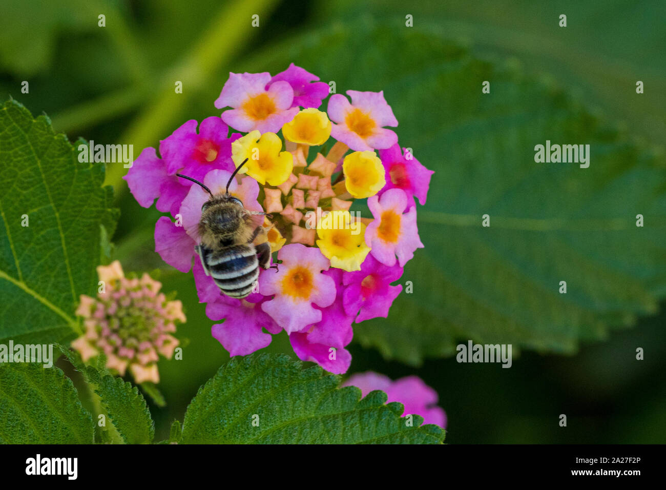 Blue banded bees hi-res stock photography and images - Alamy