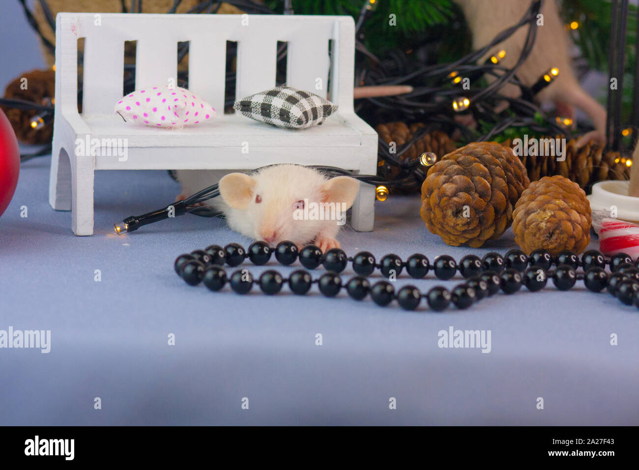 Rat under the tree hi-res stock photography and images - Alamy