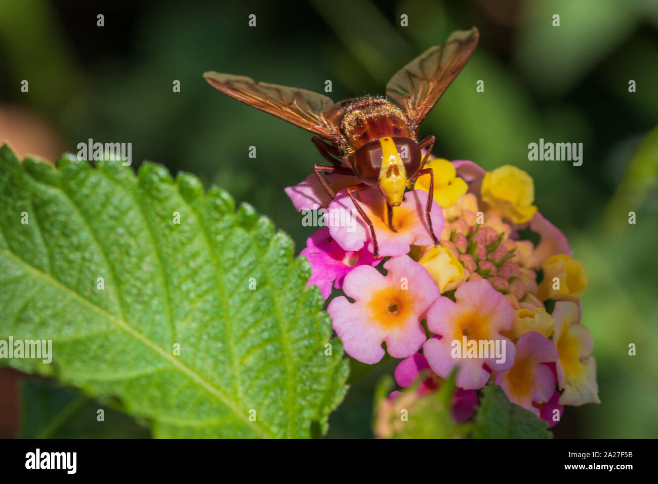 Volucella zonaria, Hornet Mimic Hoverfly Stock Photo - Alamy