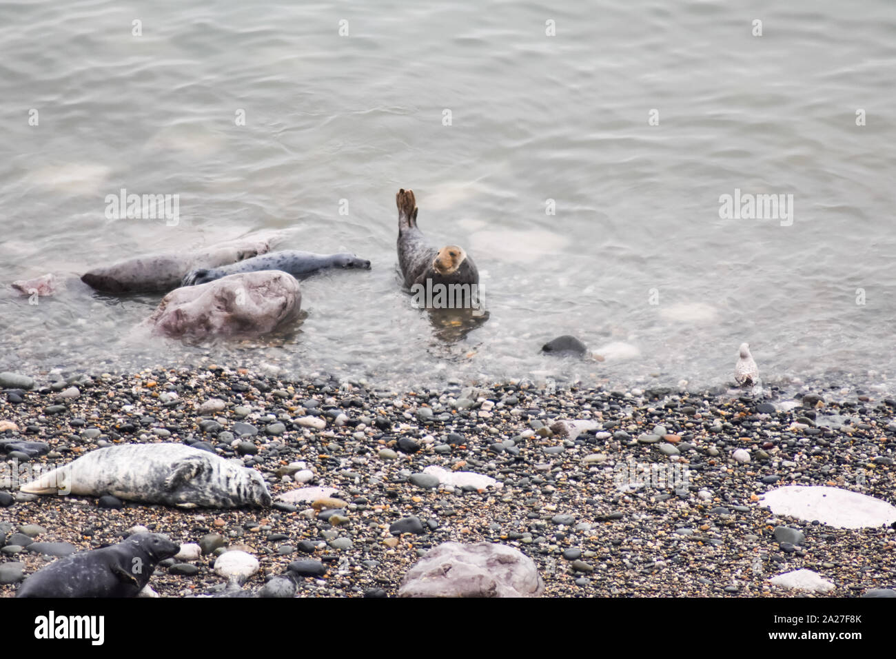 Angel bay llandudno hi-res stock photography and images - Alamy