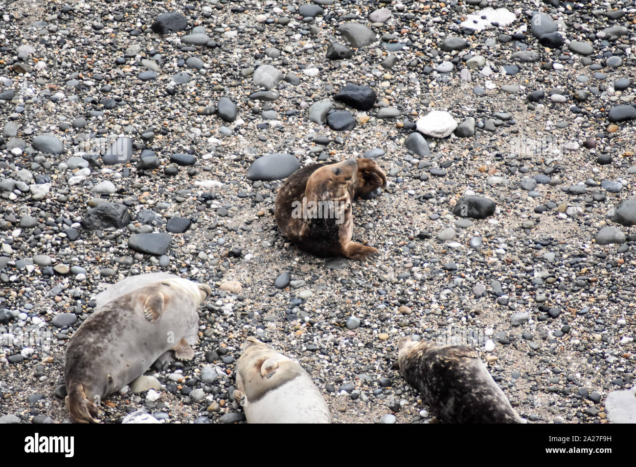 Marine life in north wales hi-res stock photography and images - Alamy