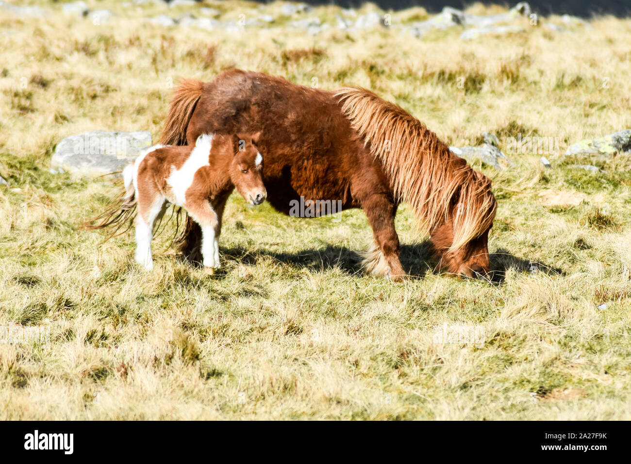 Wild Carneddau Ponies grazing at the edge of Llyn Ogwen Snowdonia ...