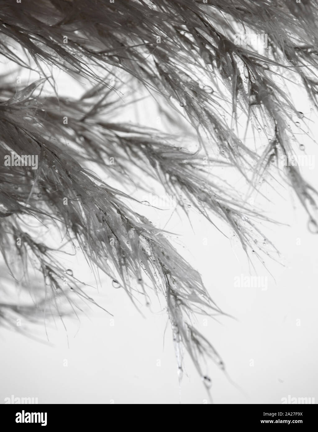 Cane flower hi-res stock photography and images - Alamy