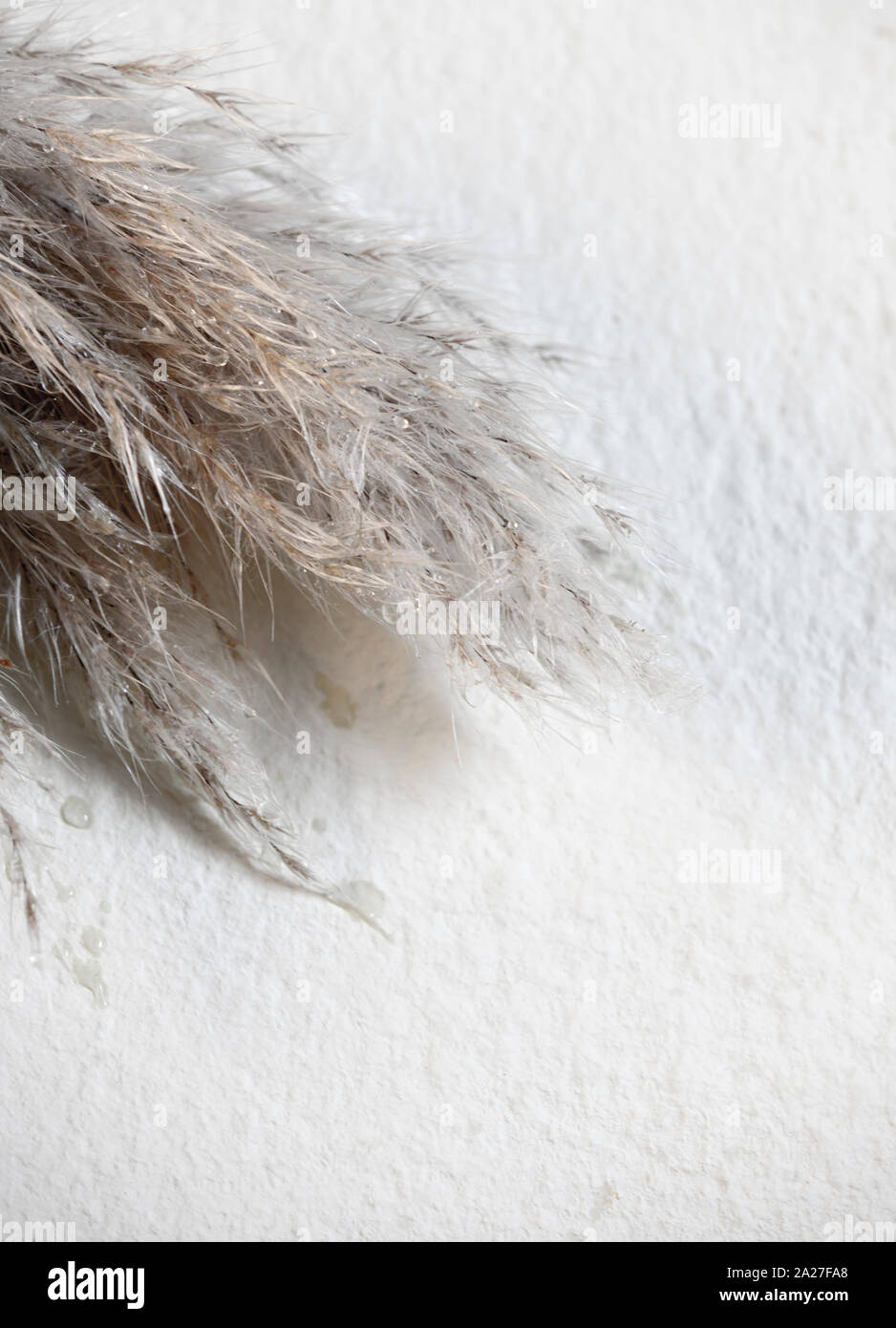 Cane flower on a white background Stock Photo - Alamy