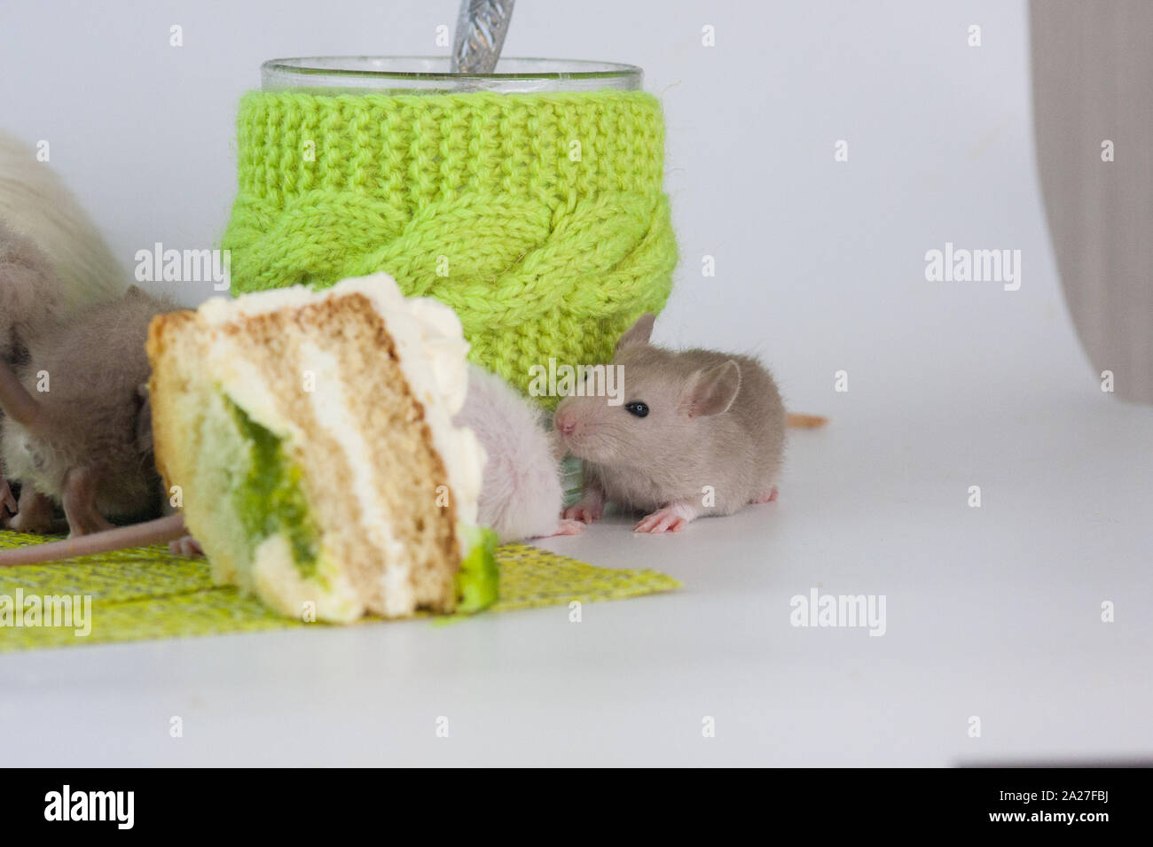 Rats on the background of sweets. Mice eat cake. Rodents with dishes ...