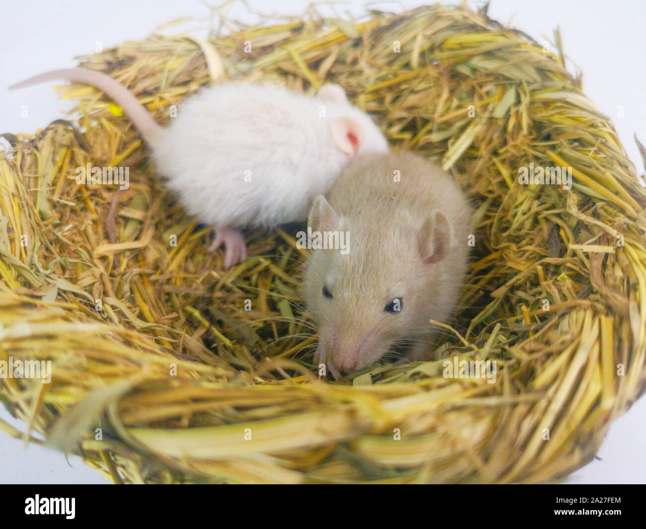 The concept of a family nest. Rats sit in a bird's nest. Mice built a ...
