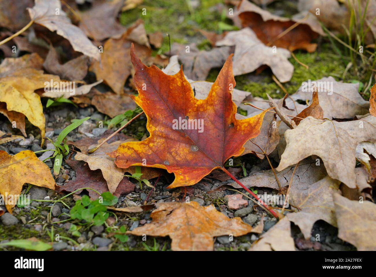 Single Maple leaf fallen to the forest floor changed color for the ...