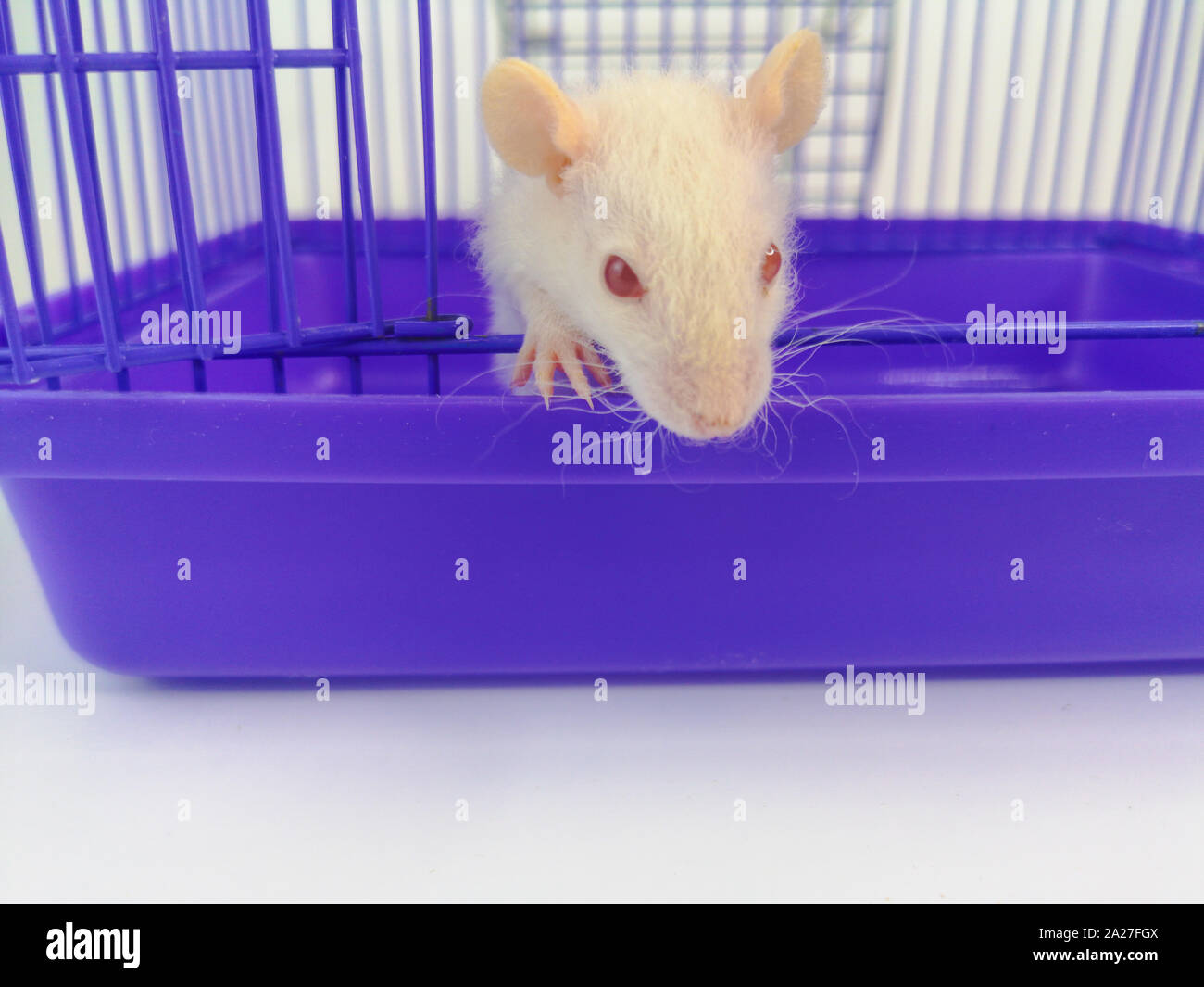 The white mouse comes out of the purple cage. A rat runs out of the ...