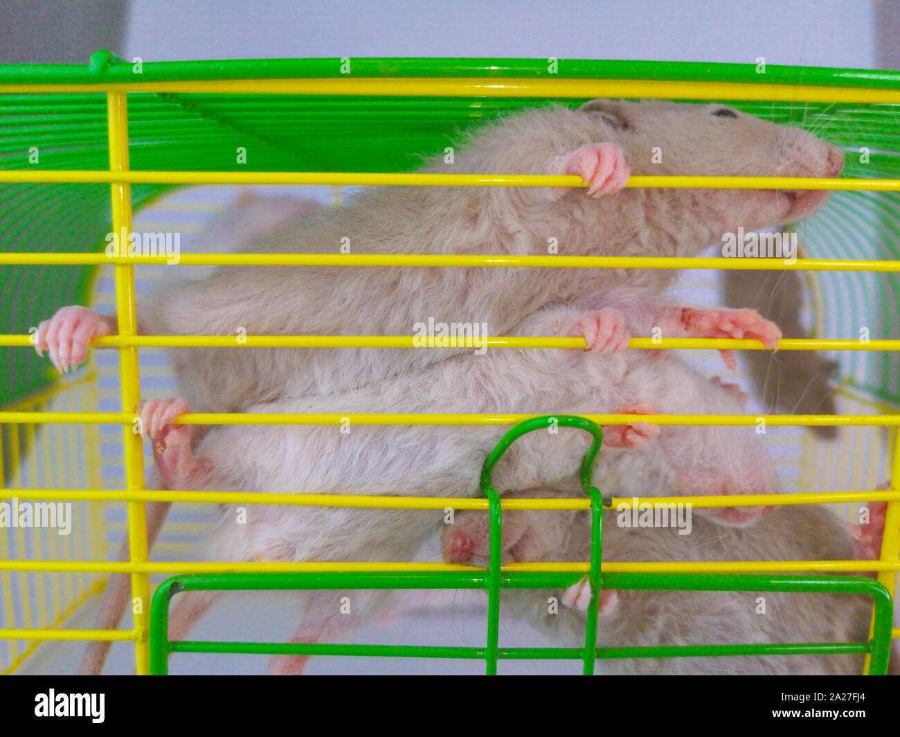 Beige mice crawling in a green cage. Rats climb the bars. Homemade pets ...