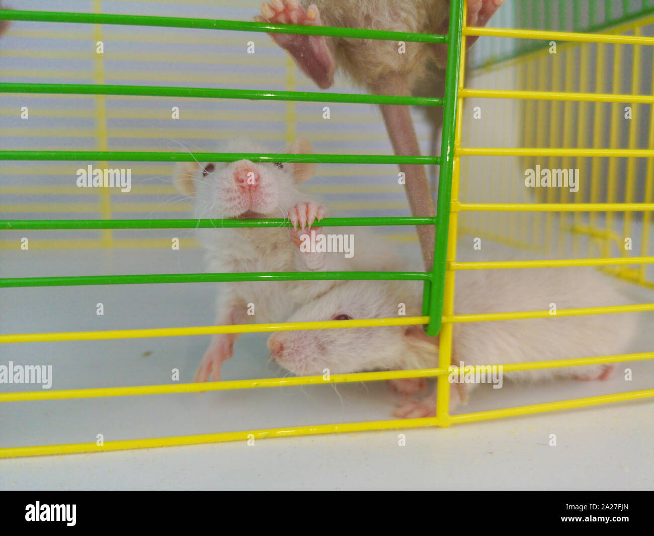 Rats and rods hi-res stock photography and images - Alamy