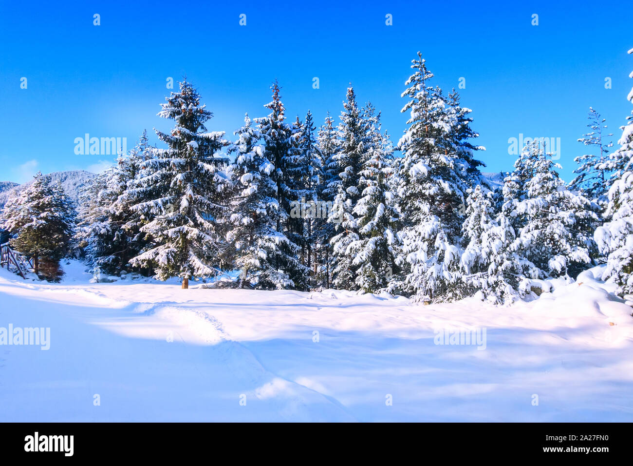 winter vacation background with pine trees covered by heavy snow against blue sky with copy ...