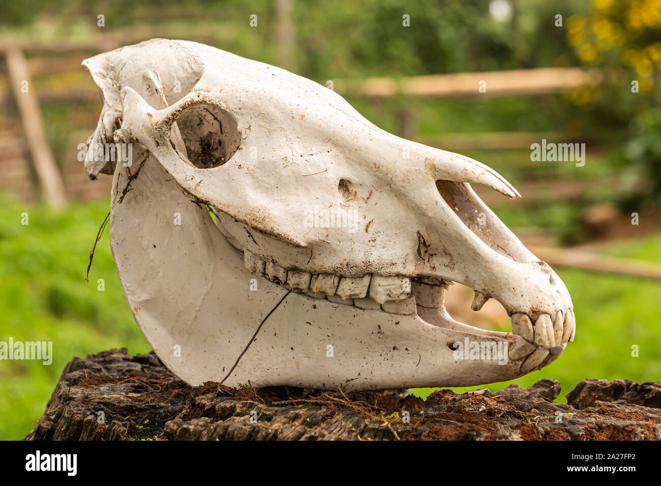 Colour photograph of single large Zebra skull side-on displayed on tree ...