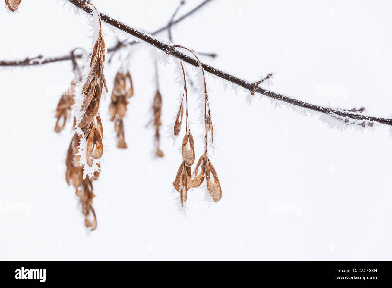 Frozen dry European ash seeds hanging on a branch over white sky ...