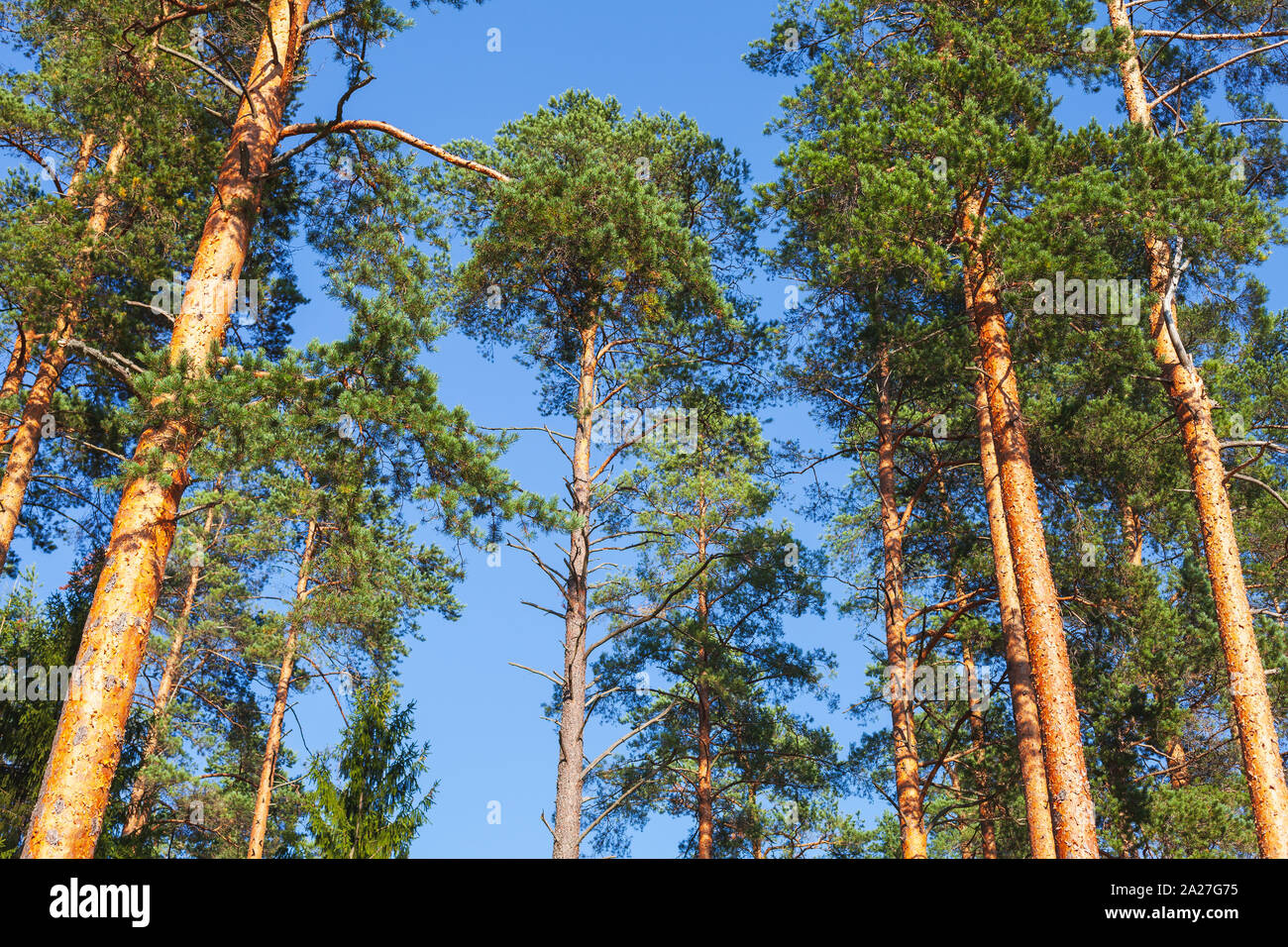 Tall pine trees under blue sky, natural background photo. Coniferous ...