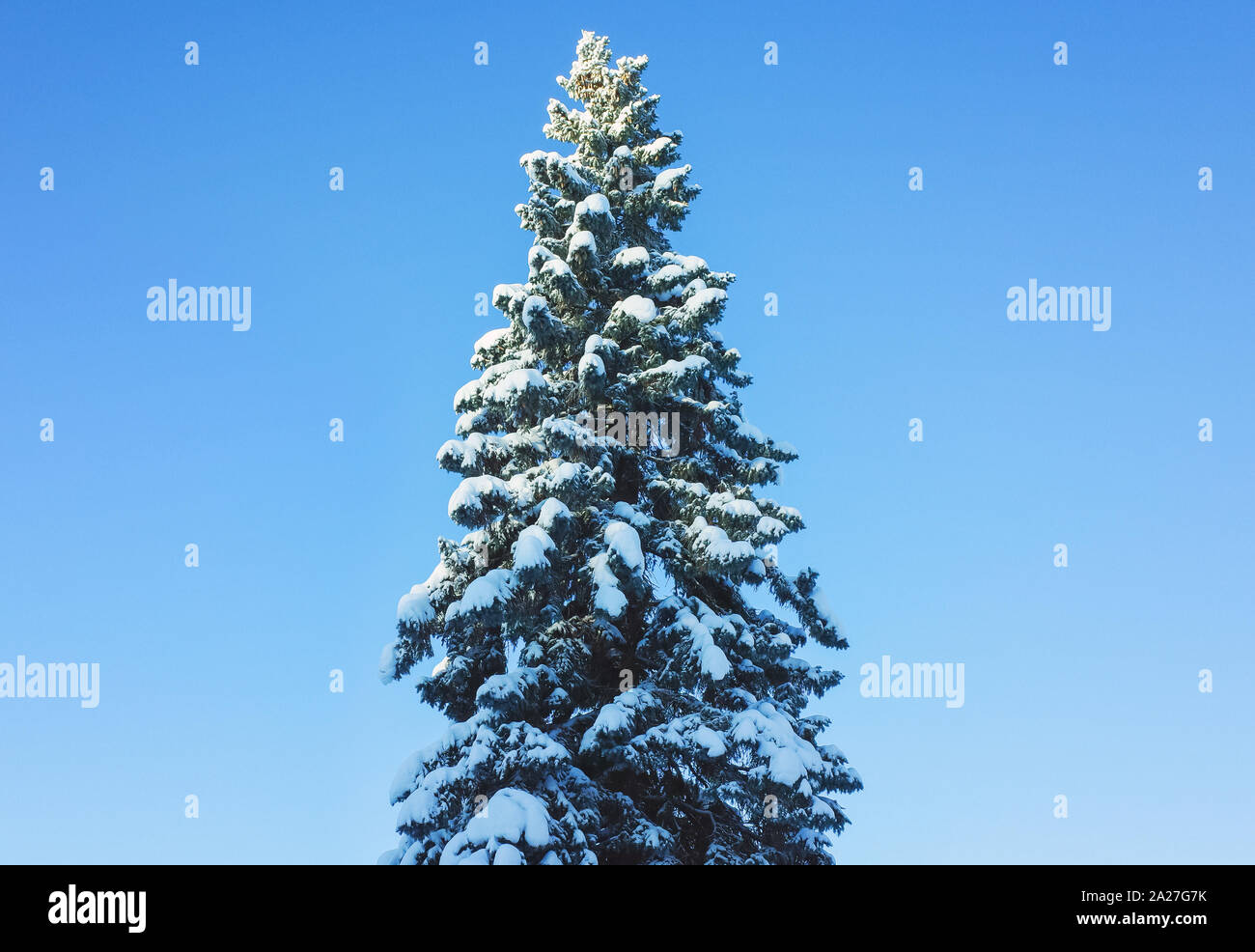 Blue spruce tree white background hi-res stock photography and images ...