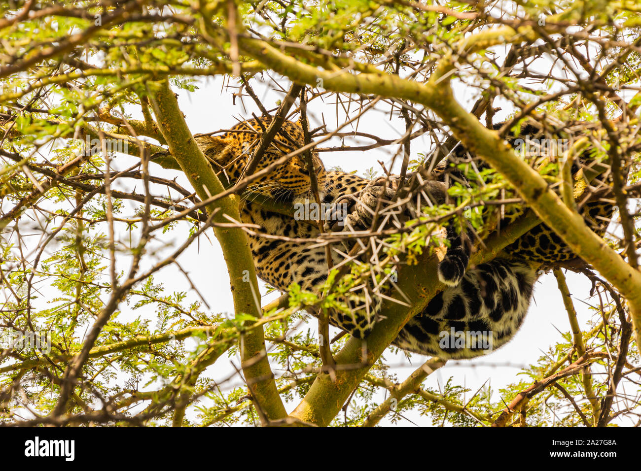 Leopard at tree top hi-res stock photography and images - Alamy