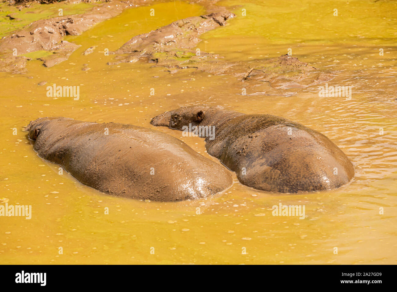 Colour photograph of two Pygmy Hippopotamus bathing in muddy water ...
