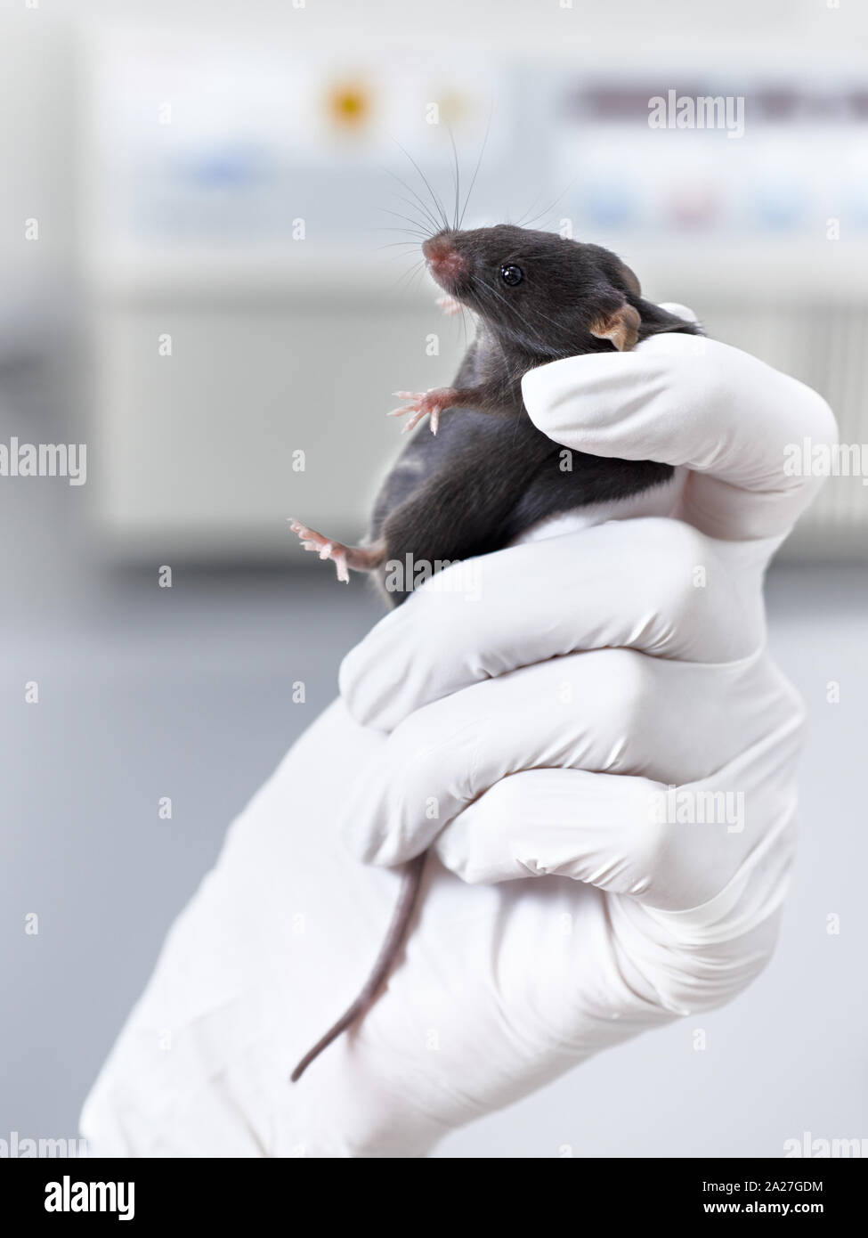 Laboratory mouse hi-res stock photography and images - Alamy