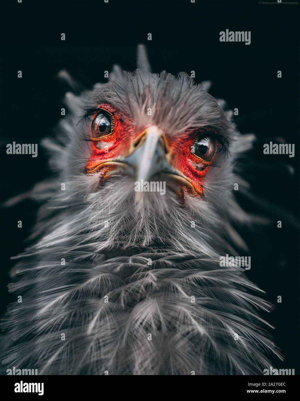 secretary bird portrait Stock Photo - Alamy