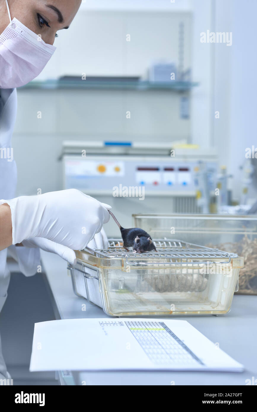 Female scientists handles laboratory mouse, scientific blurred ...