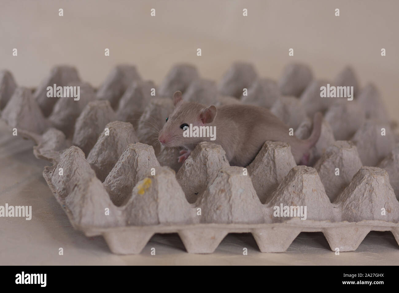 A rat sits on an egg package. The mouse sits on a cardboard box ...