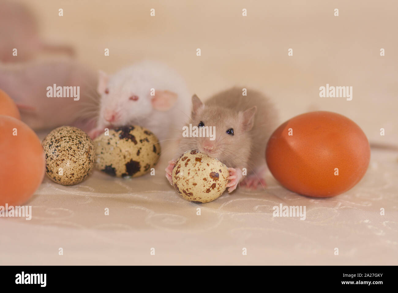 Ornamental rats with eggs in their hands. Mice on the background of ...