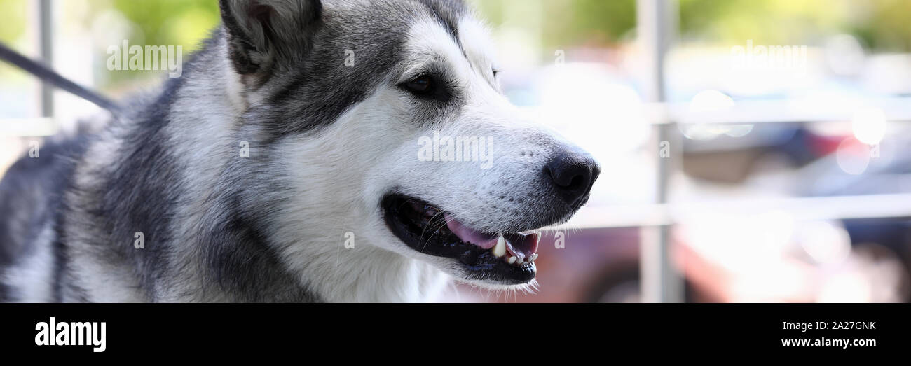 Happy husky dog Stock Photo - Alamy