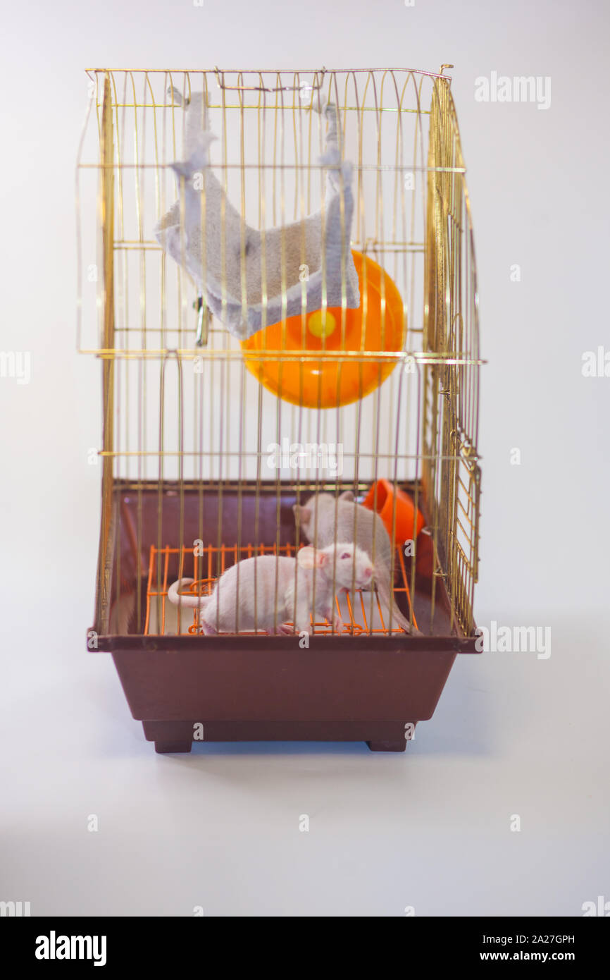 Beige mice sit in a golden cage. Decorative rats crawling around the ...