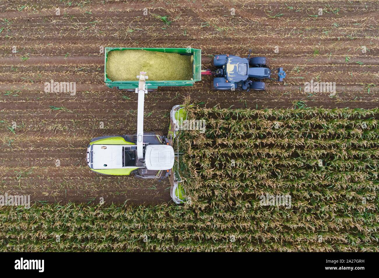 Maize chopper and tractor with trailer at the maize harvest hi-res ...
