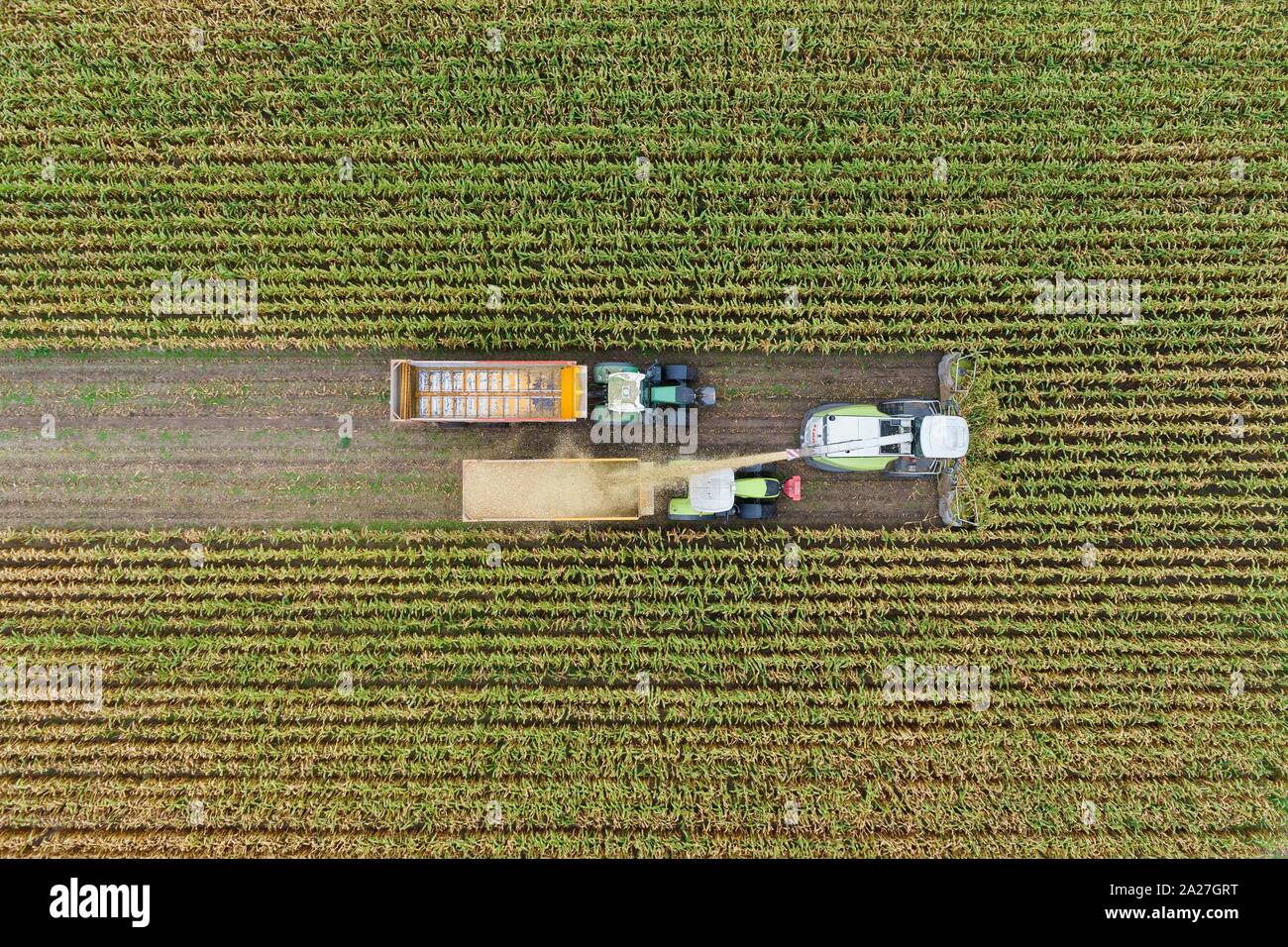 Maize chopper and tractor with trailer at the maize harvest hi-res ...