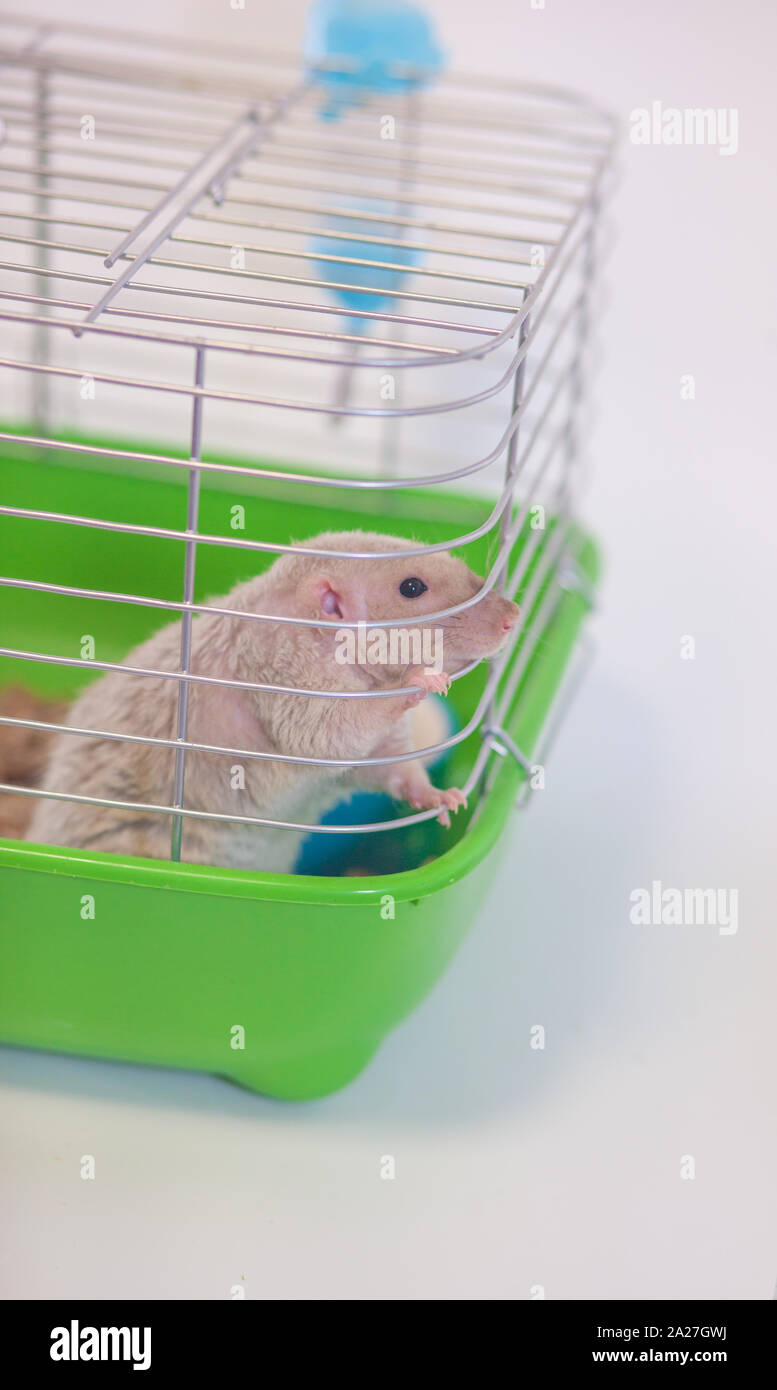 The concept is locked. The mouse is sitting behind bars. The rat sits ...